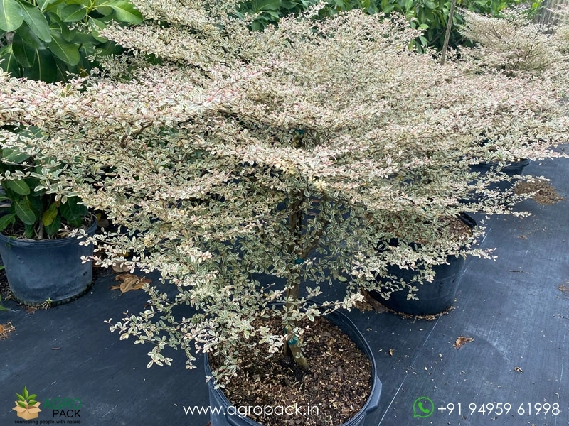 Variegated African Talisay Plant For Sale In India | Online plant nursery